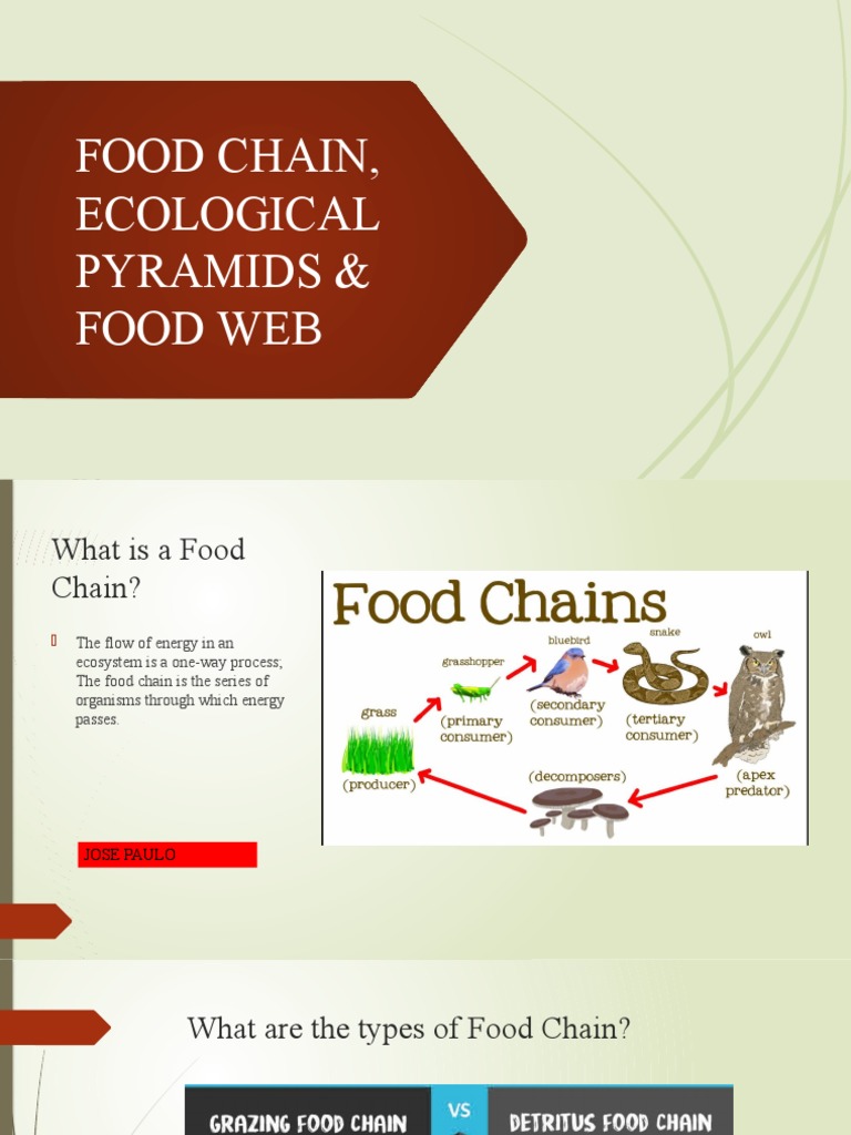 Food Chain Ecological Pyramids Food Web | PDF