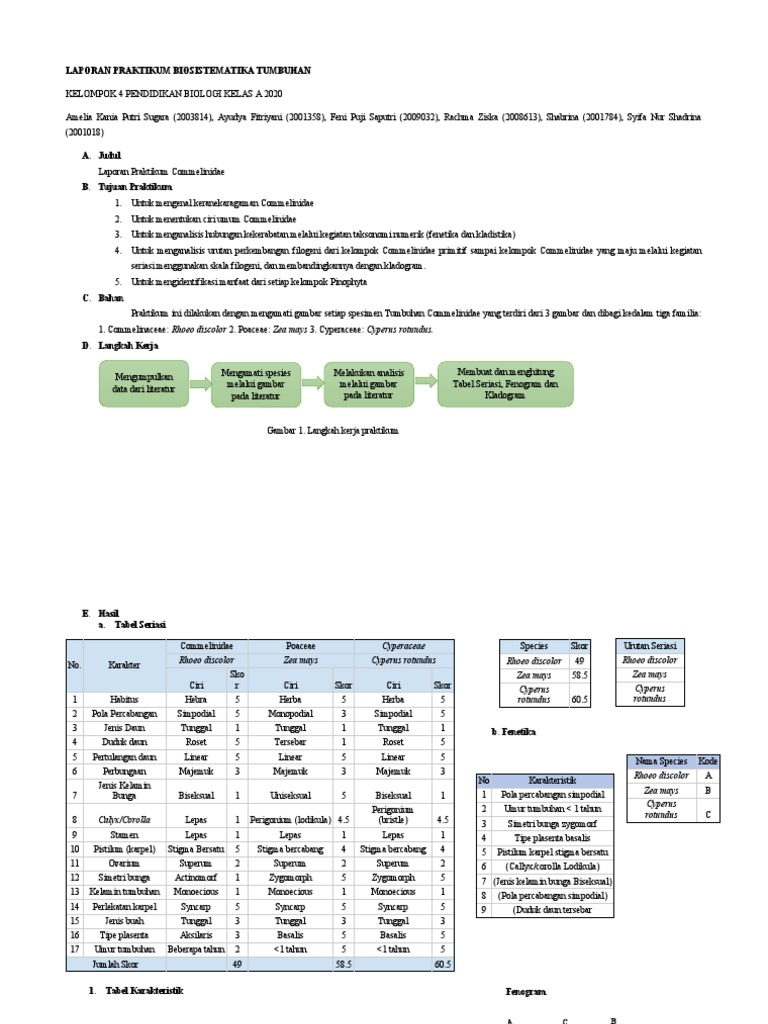 Kelompok 4A - Laporan Praktikum Commelinidae | PDF