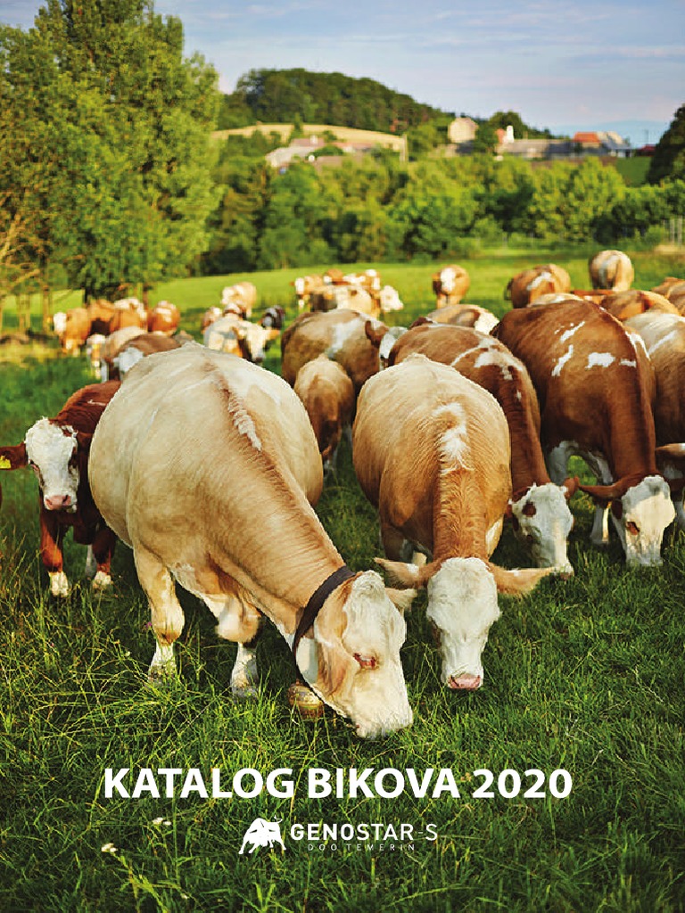 Katalog Bikova 2020 | PDF