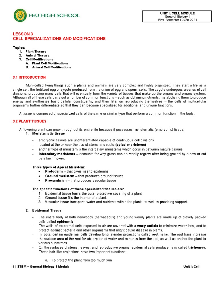 Module 4 - Cell Specialization and Modification | PDF | Epithelium | Tissue (Biology)