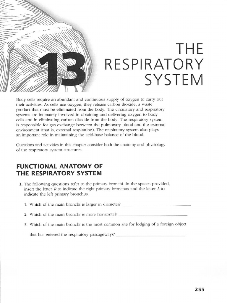 A P Coloring Workbook The Respiratory System | Download Free PDF ...