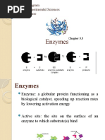 Amoeba Sisters Enzyme Handout | PDF | Enzyme | Catalase