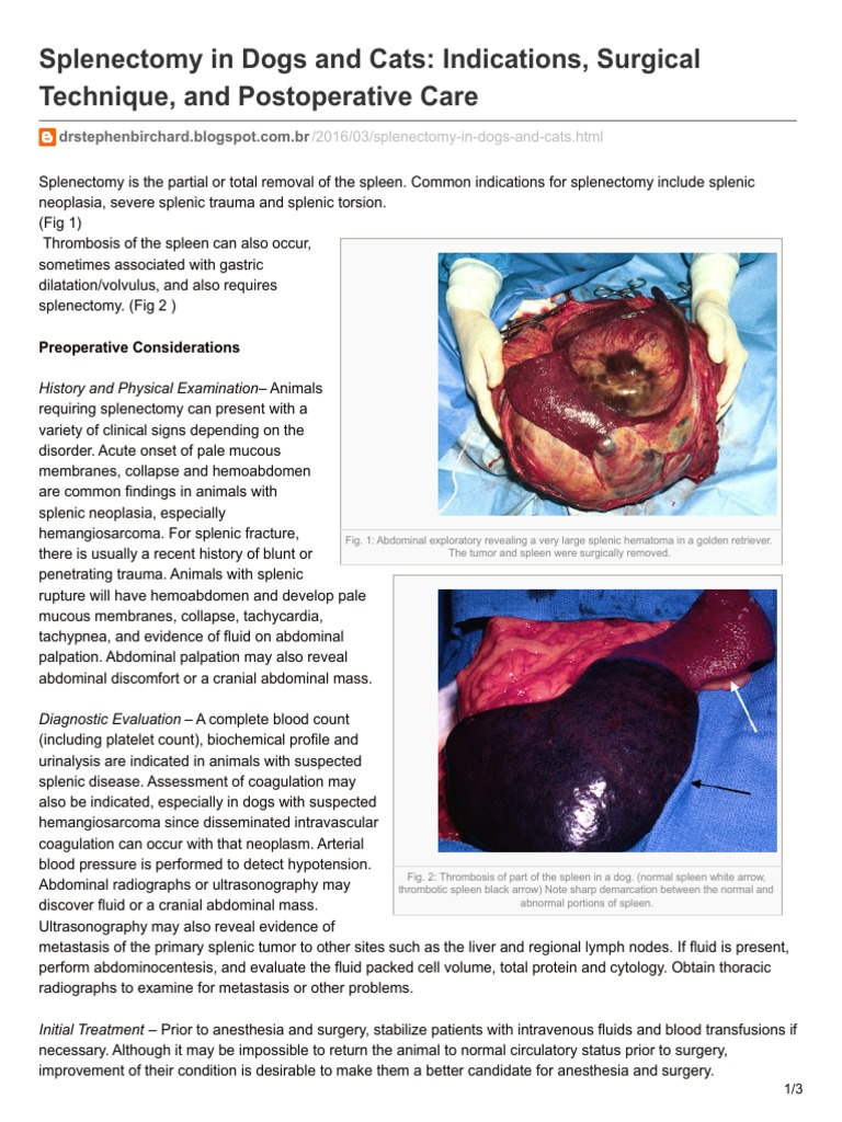 Splenectomy in Dogs and Cats: Indications, Surgical Technique, and ...