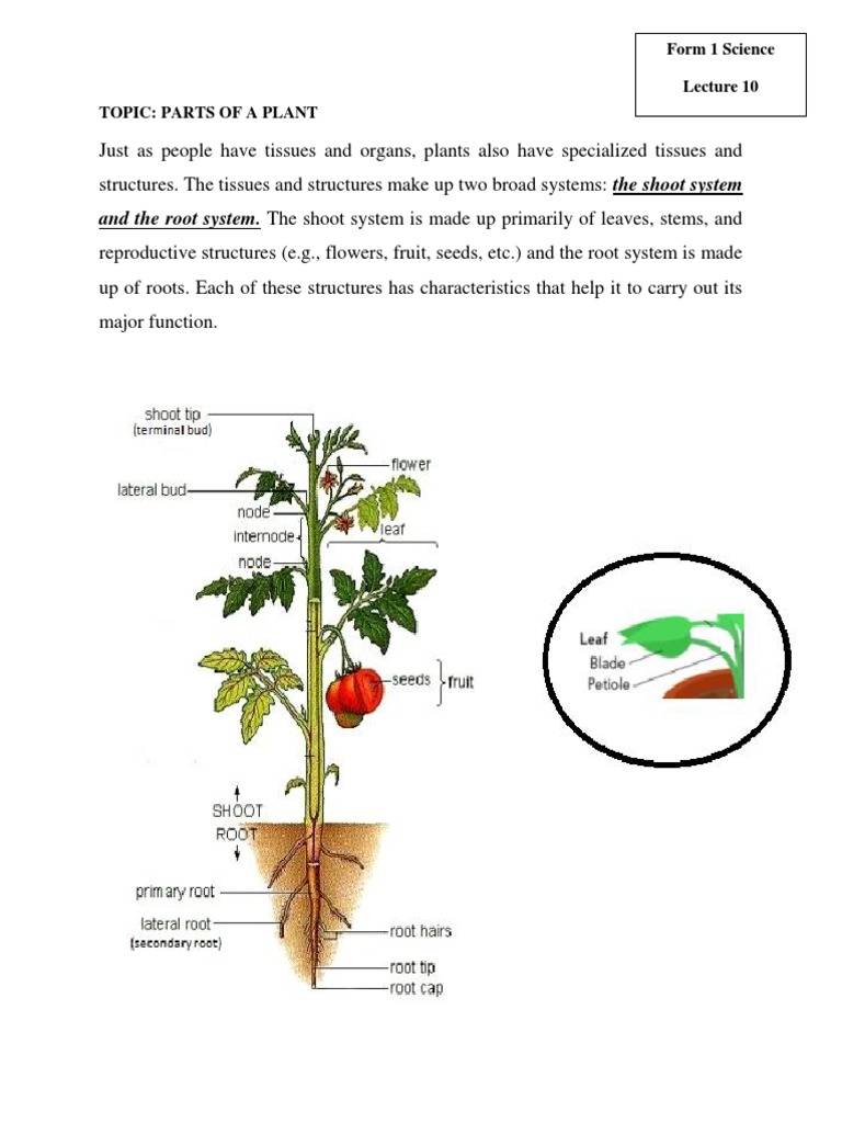 Lecture 10 Parts of A Plant | PDF | Leaf | Root