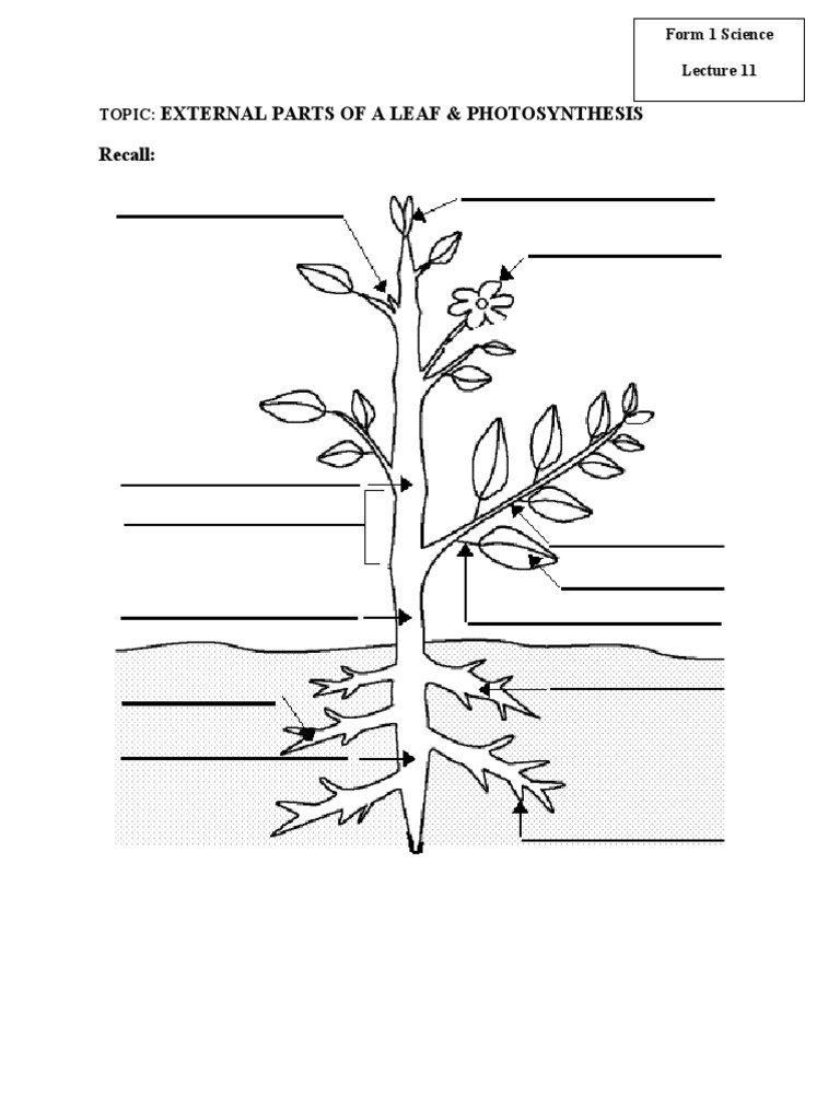 Lecture 11 Parts of A Leaf and Photosynthesis | PDF | Leaf | Plants