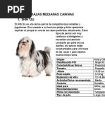 Morfología del perro: Graioides y Occipucio | PDF | Diente | Pastor alemán