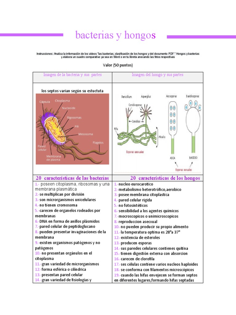 Bacterias y Hongos | PDF | Biología Celular) | Las bacterias