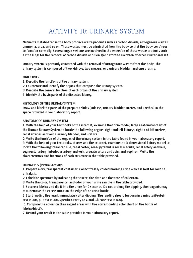 Activity 10 Urinary System | PDF | Kidney | Urinary System