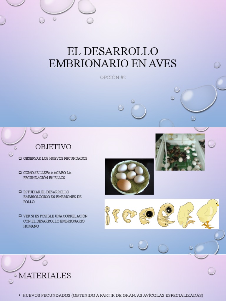 El Desarrollo Embrionario en Aves - Opcion - 2 - 4J | PDF | Biología ...