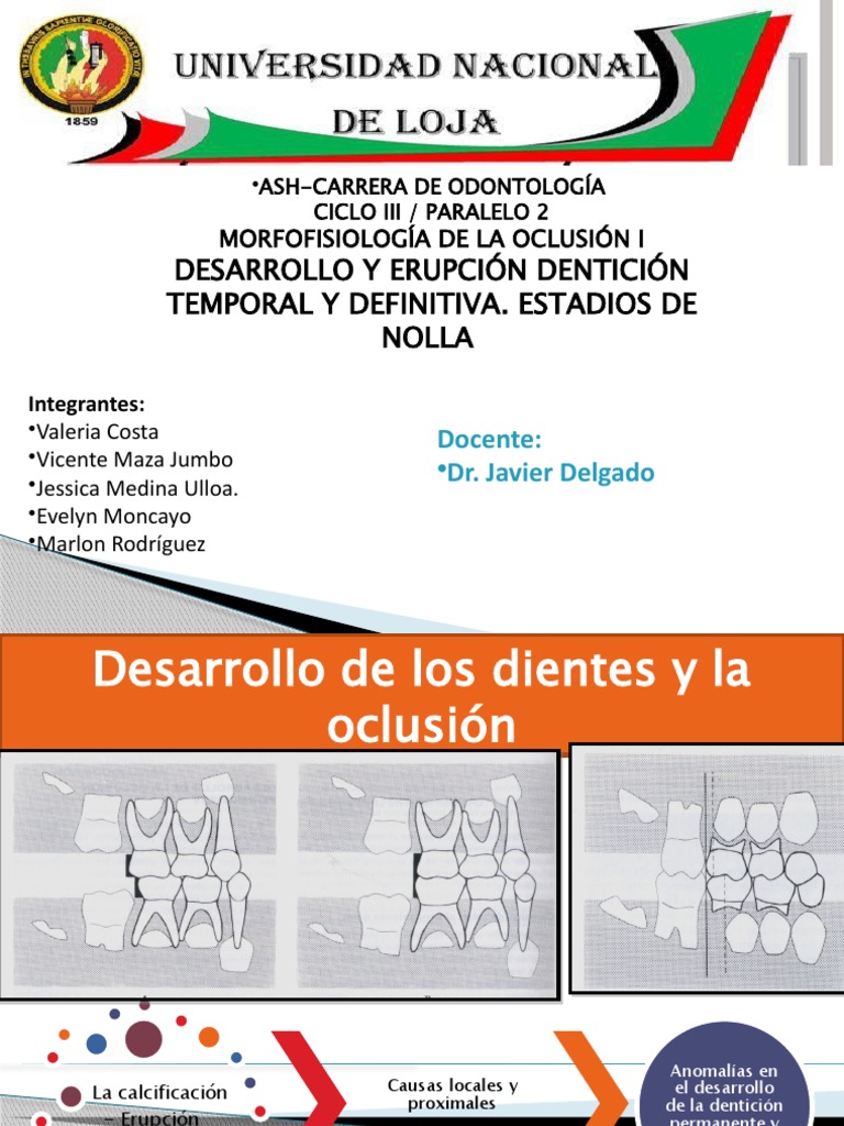 Denticion Temporal y Definitiva. Estadios de Nolla | PDF | Diente | Boca