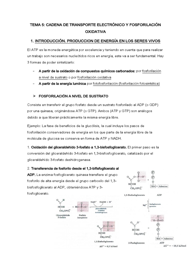 Tema Fosforilación Oxidativa | PDF | Trifosfato de adenosina | Cadena de transporte de electrones
