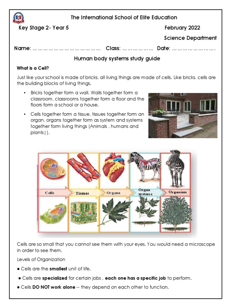 Human Body Systems Study Guide | PDF | Human Body | Blood