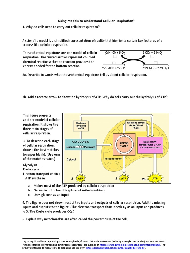 Cellular Respiration Model SHO | PDF | Cellular Respiration | Mitochondrion