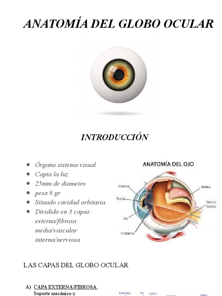 Anatomia Del Globo Ocular | PDF | Ojo humano | Ojo