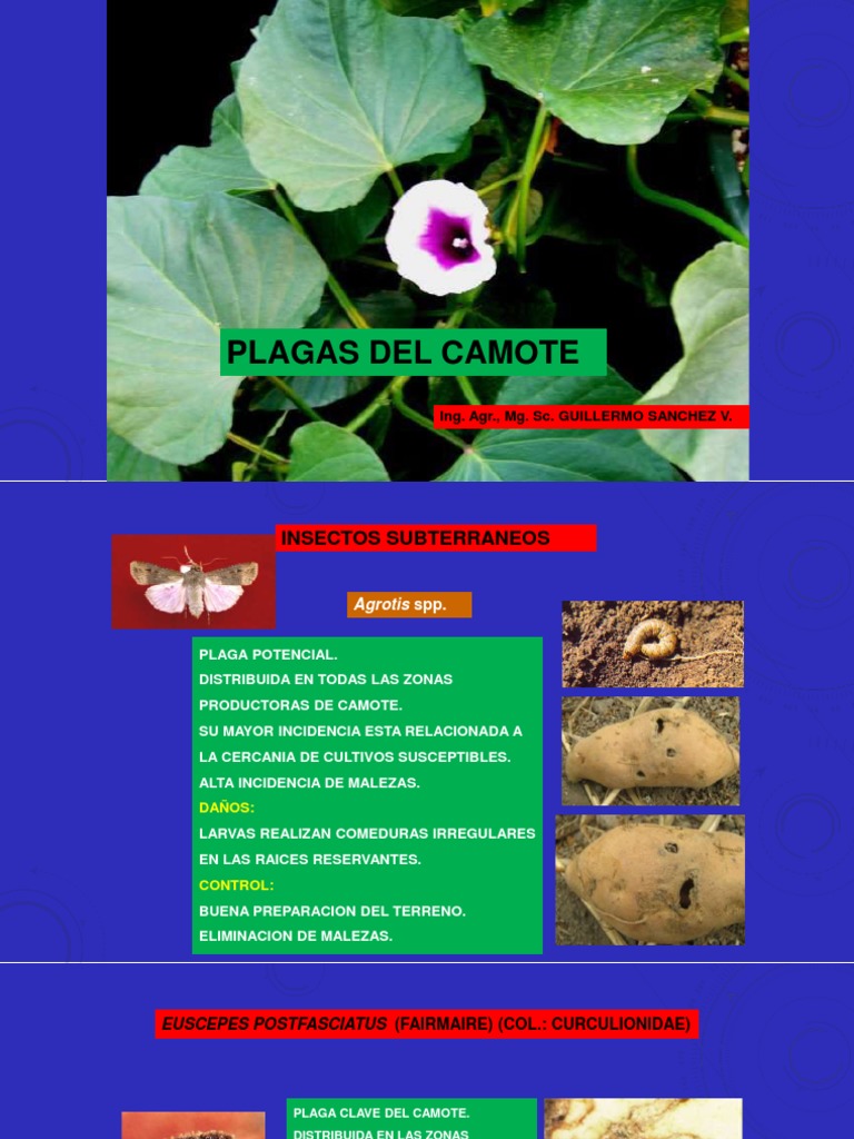 Plagas Del Camote y de La Maca | PDF | Plaga (organismo) | Plantas