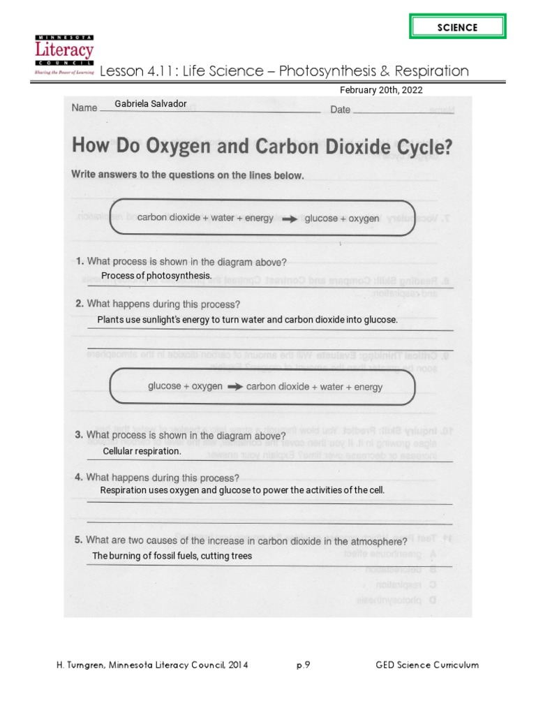 Exploring the Processes of Photosynthesis and Respiration | PDF ...