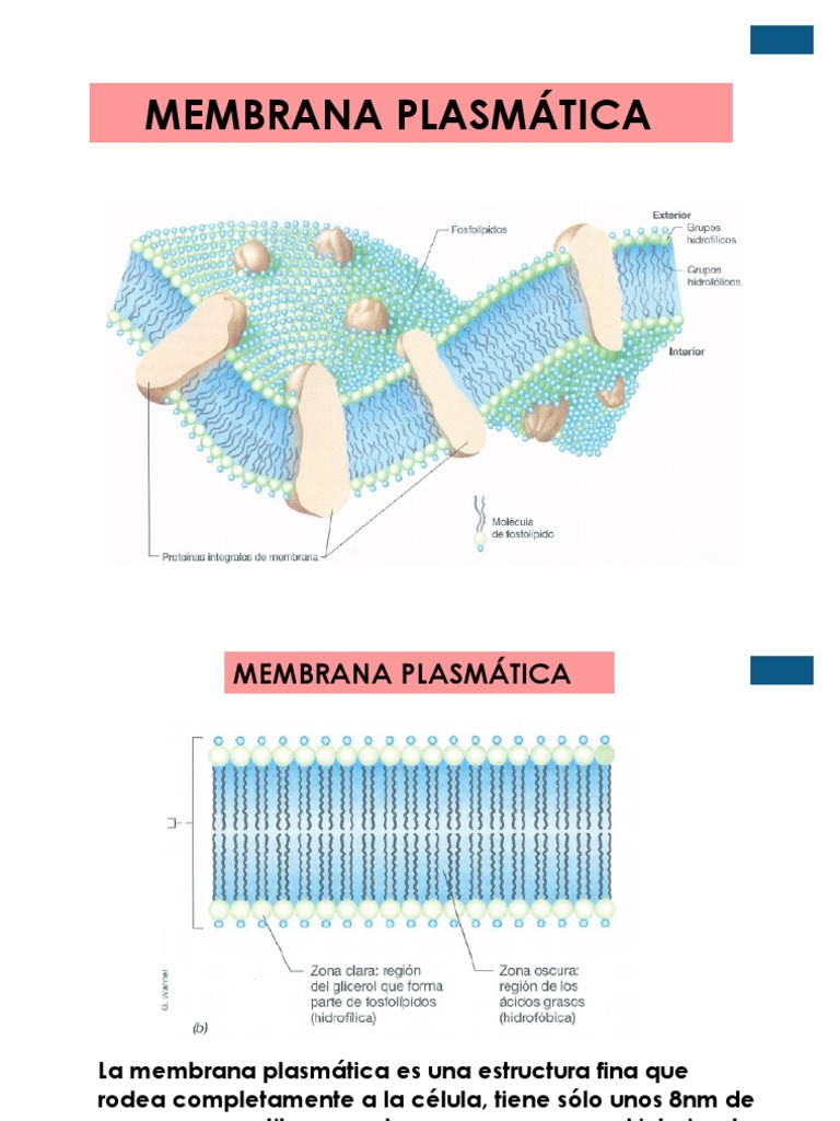 02 Membrana Citoplasmatica | PDF | Membrana celular | Secreción