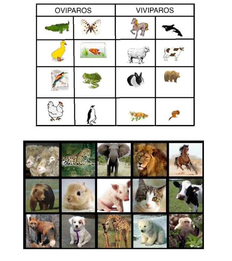 Animales Oviparos y Viviparos | PDF