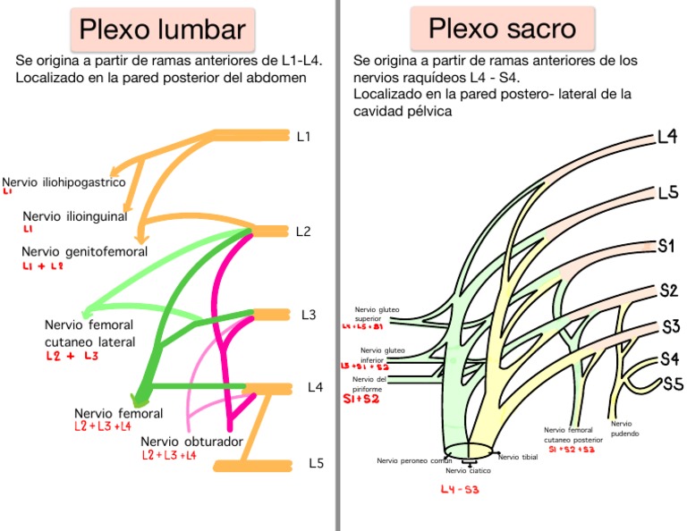Plexos Lumbar y Sacro | PDF | Sistema musculoesquelético | Extremidades (anatomía)