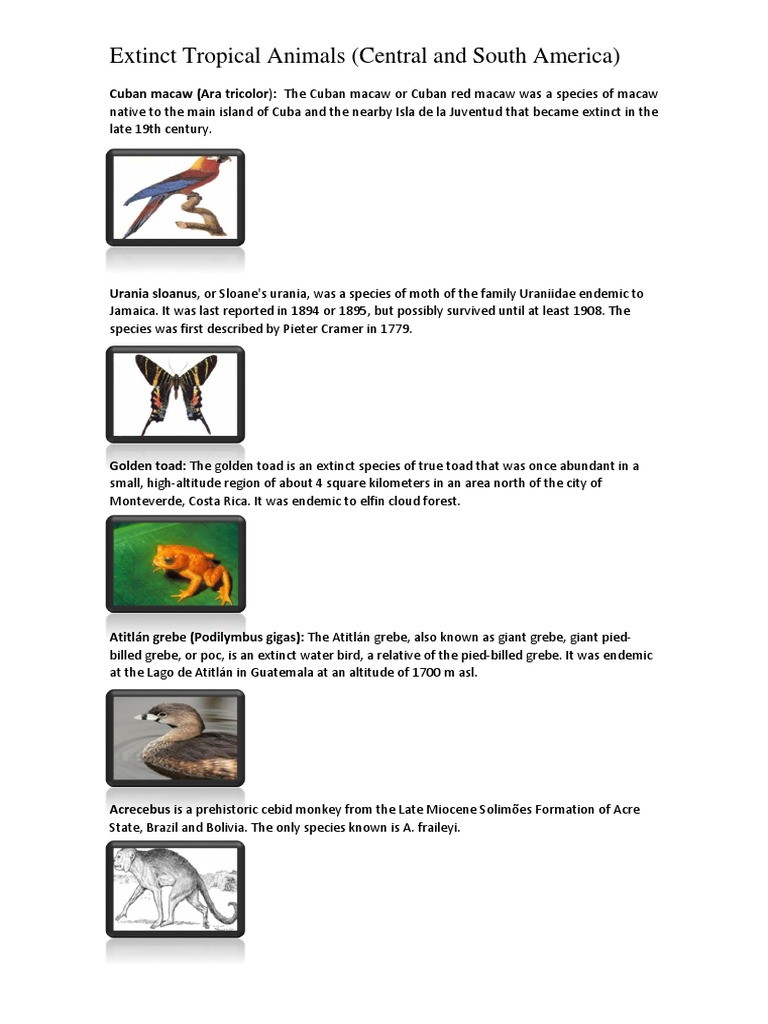 Extinct Animals | PDF | Young Adult