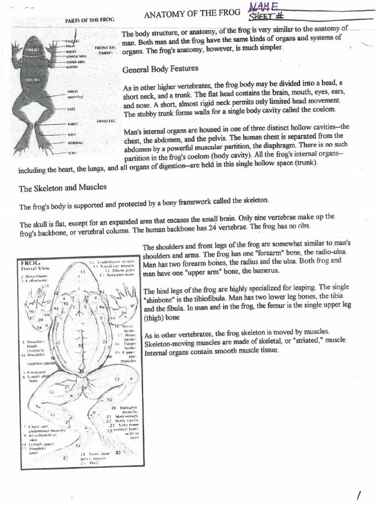 Anatomy of Frog | PDF