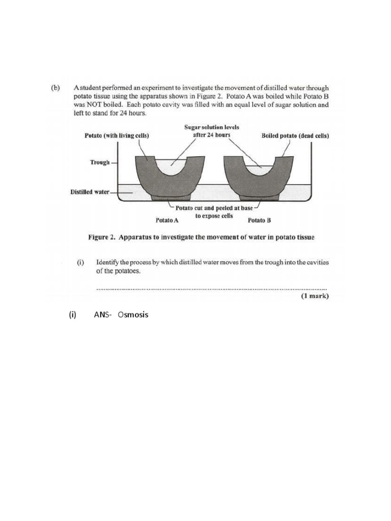 Answers Quiz Diffusion, Osmosis | PDF