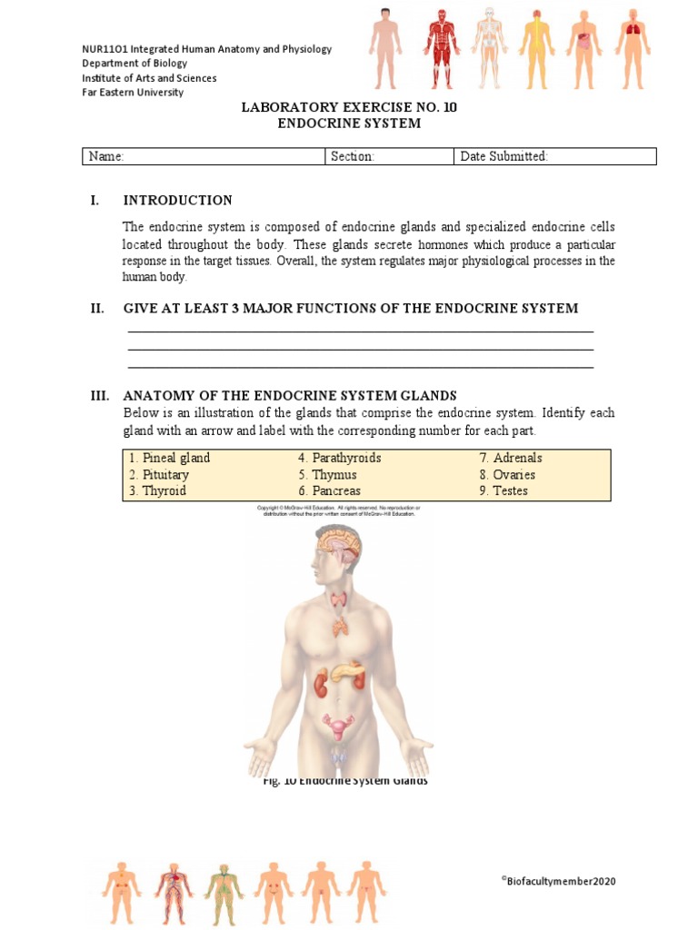 Lab Exercise10 Endocrine System | PDF | Endocrine System | Adrenal Gland