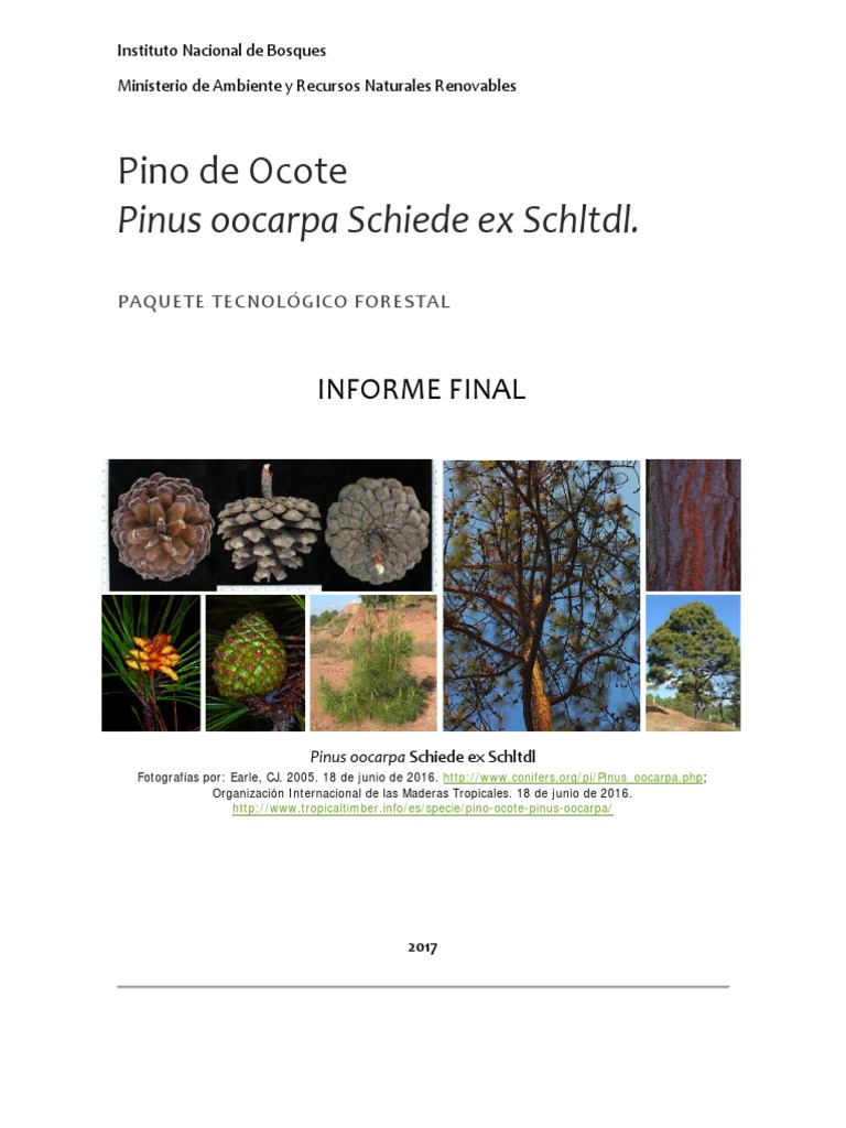 Características del Pino de Ocote | PDF | Américas | Botánica