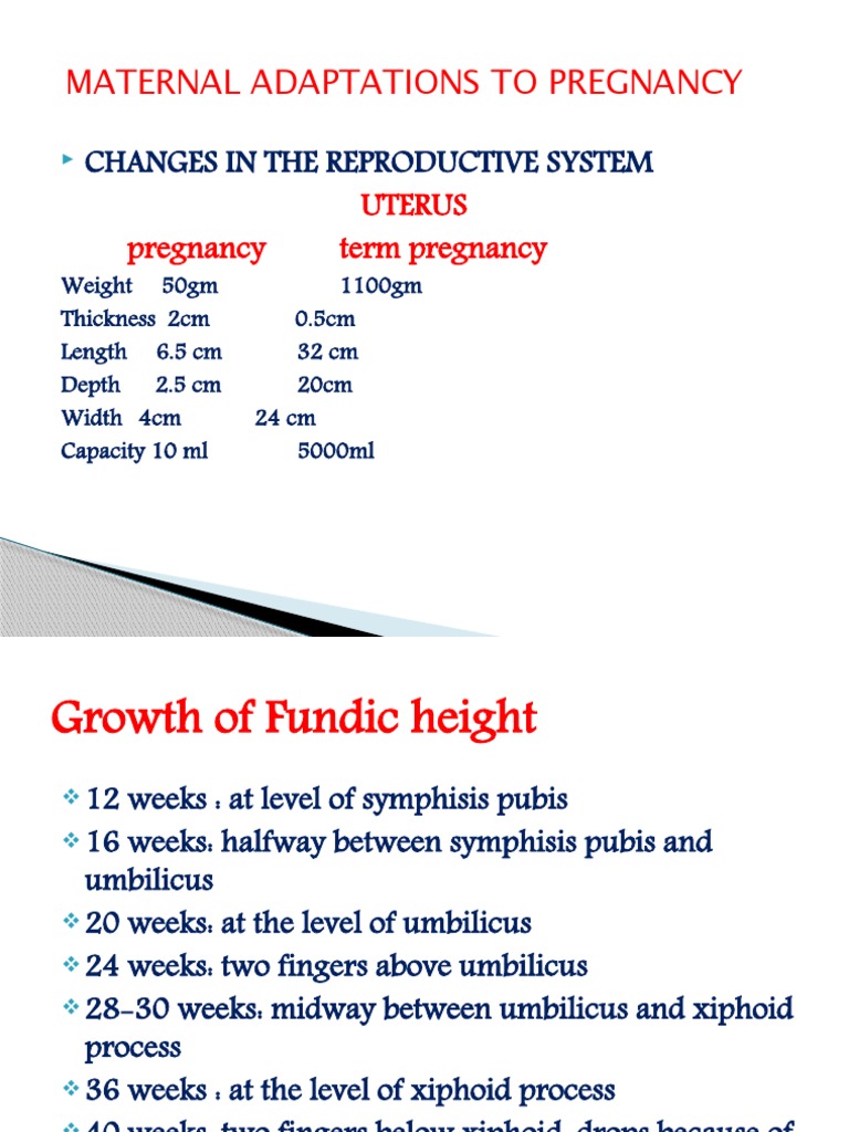 Maternal Adaptations in Early Pregnancy | PDF | Uterus | Pregnancy