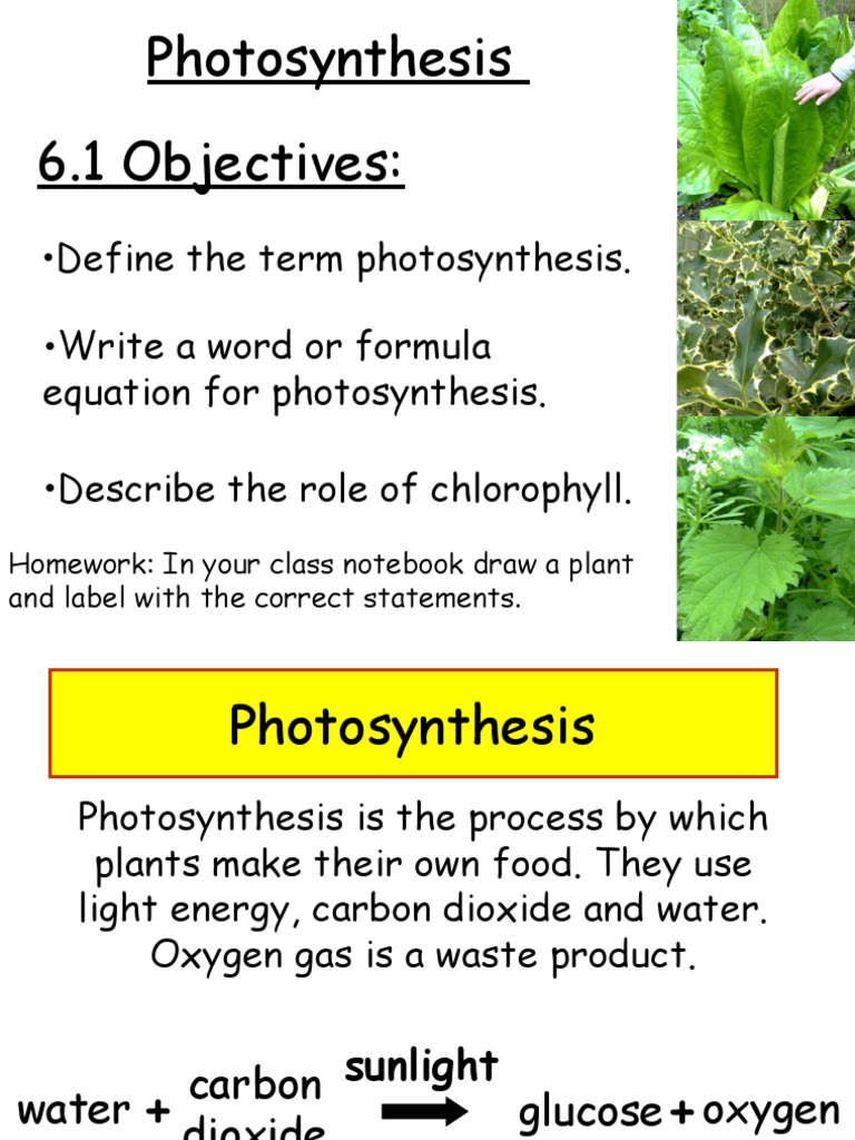 Photosynthesis 6.1 Objectives:: - Write A Word or Formula Equation For ...