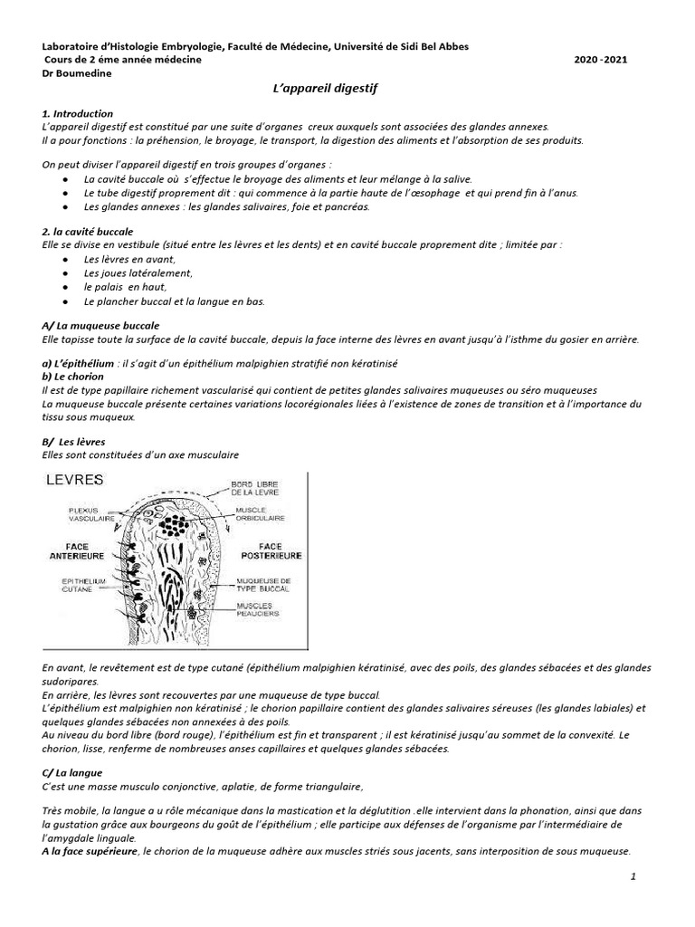 Histo de L'app Digestif | PDF | Foie | Estomac