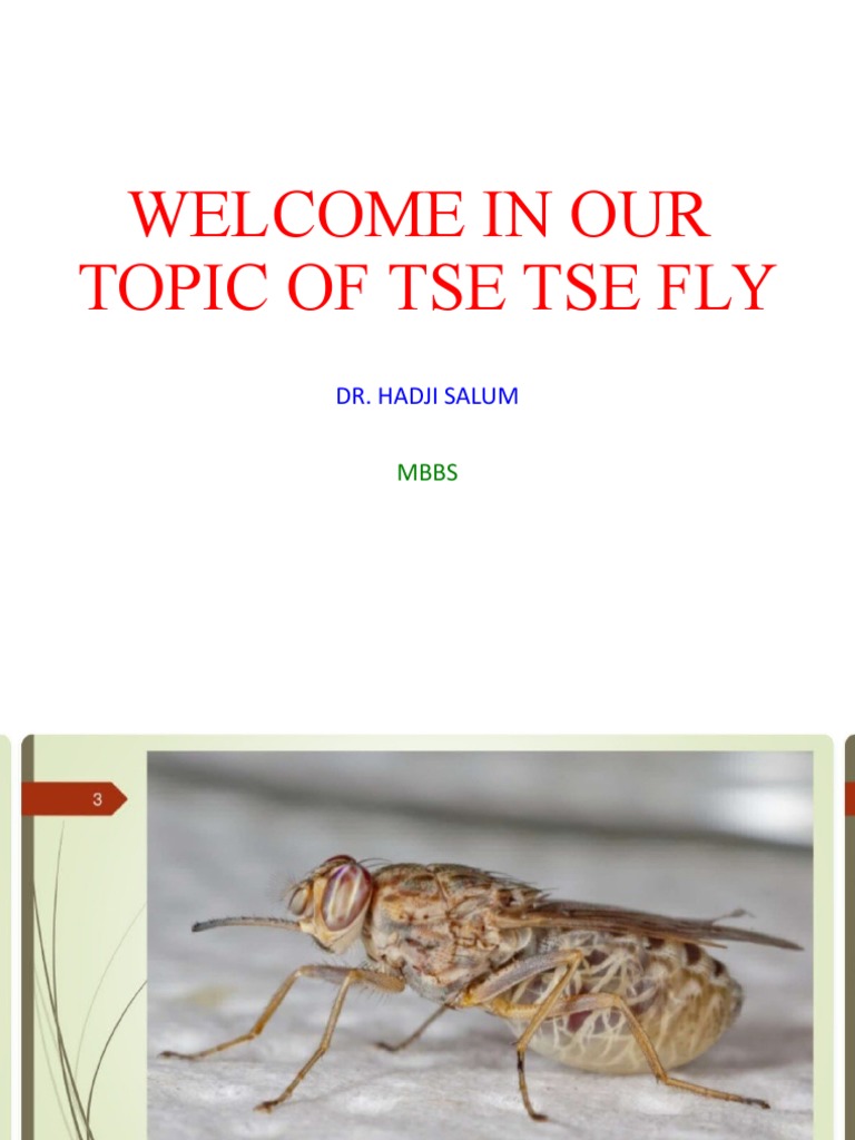 Tse Tse Fly | PDF