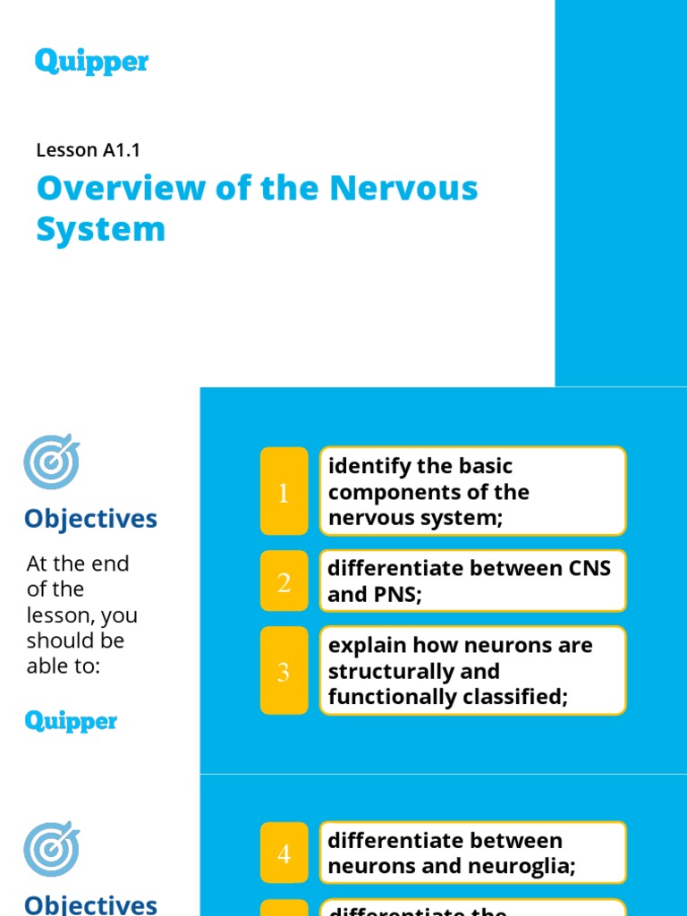 Overview of The Nervous System: Lesson A1.1 | PDF | Neuron | Nervous System