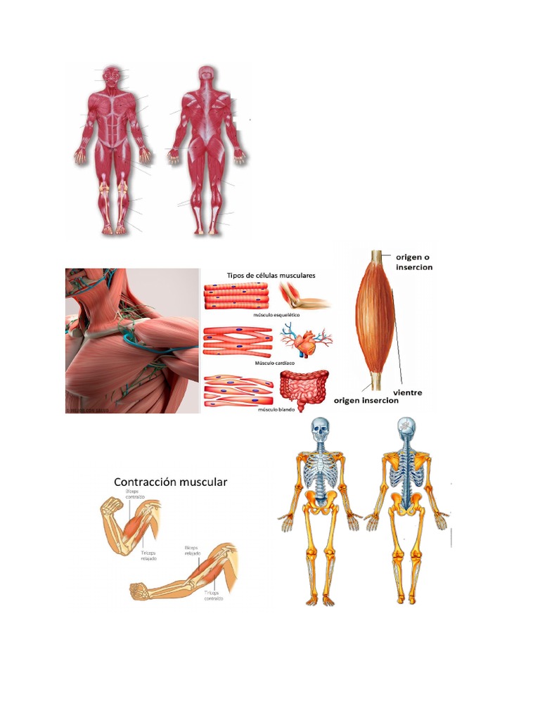 Imagenes Del Hueso y Musculo | PDF