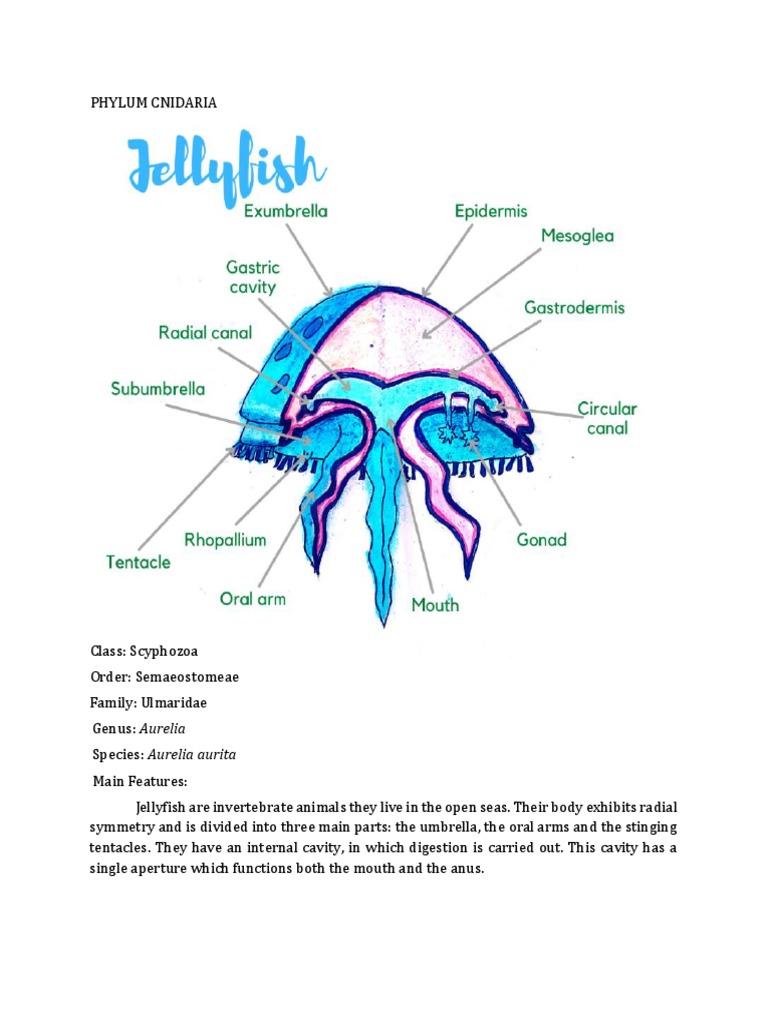 Cnidaria Jellyfish Diagram
