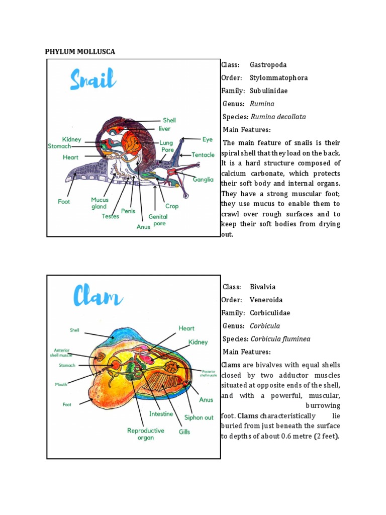 Phylum Mollusca Labelled Diagram | PDF | Social Science | Home & Garden