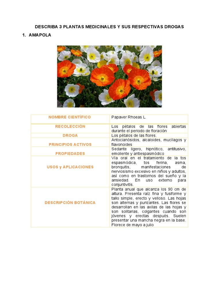 Drogas Vegetales | PDF | Hoja | Plantas
