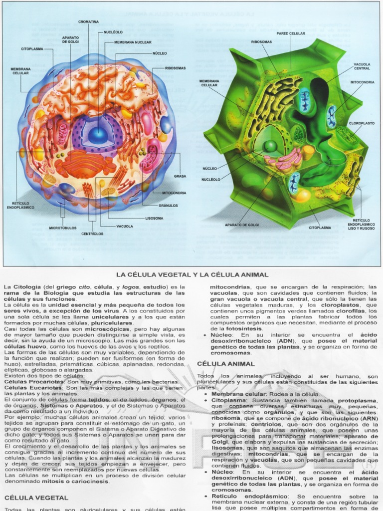 Celula Animal y Celula Vegetal | PDF
