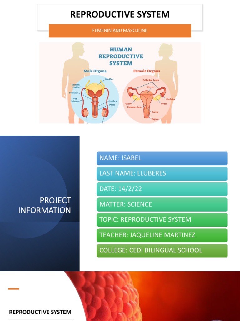 Reproductive System: Femenin and Masculine | PDF | Reproductive System ...