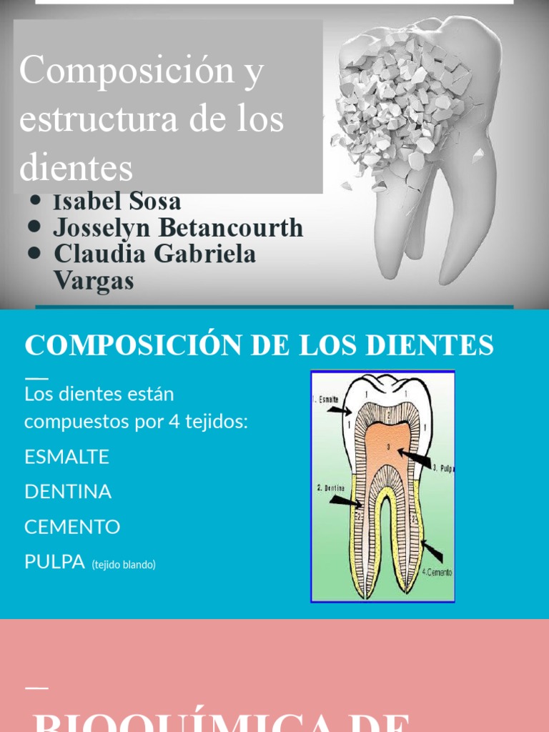 Composición y Estructura de Los Dientes (2) GRUPO 1 | PDF | Esmalte de ...