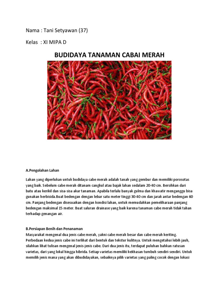 Budidaya Cabai | PDF