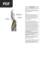 Anatomía de la Región Deltoidea | PDF | Hombro | Articulaciones