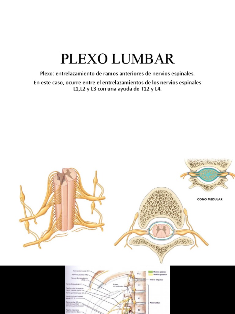 Plexo Lumbar | PDF | Sistema musculoesquelético | Anatomía humana