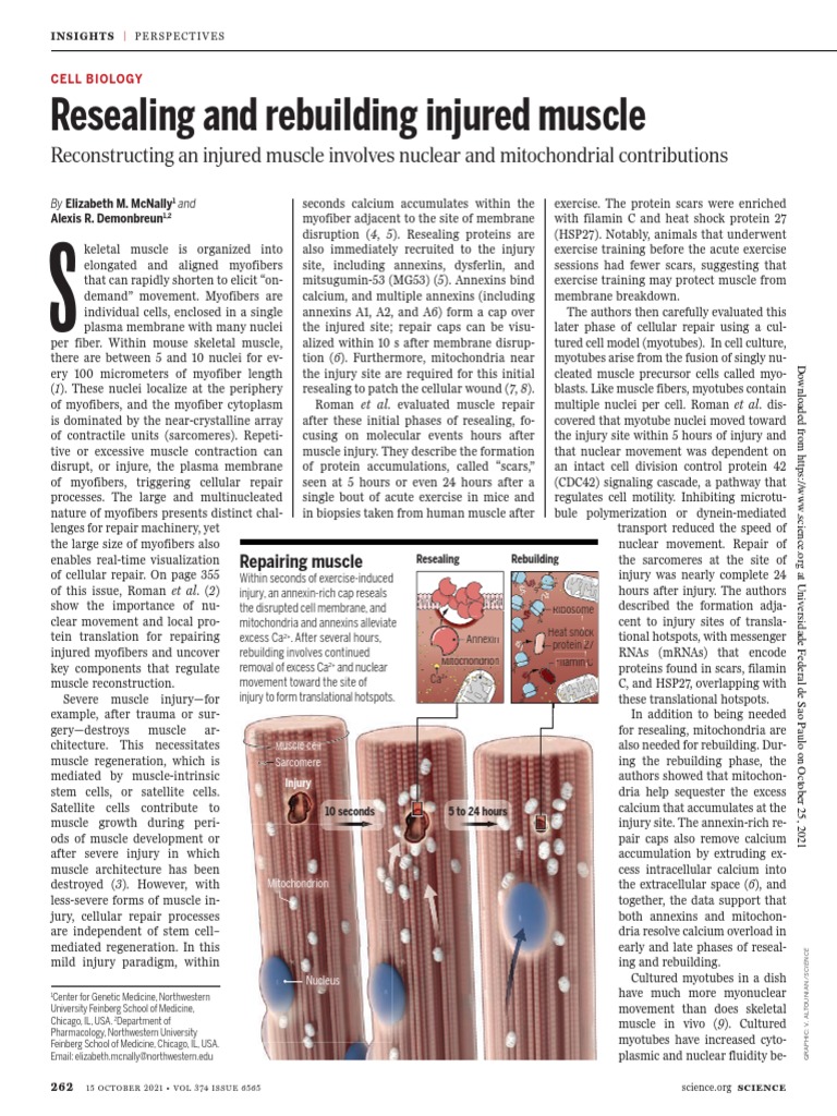 2021 - Resealing and Rebuilding Injured Muscle | PDF | Skeletal Muscle ...