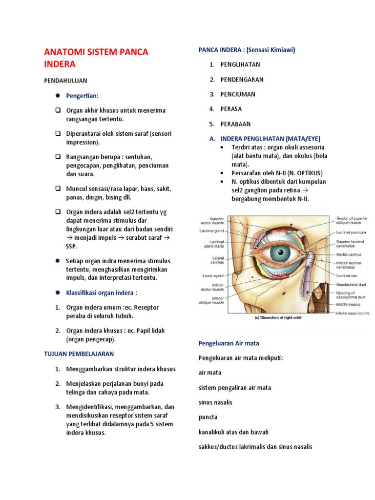 Anatomi Sistem Panca Indera | PDF