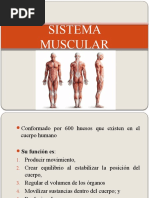 Músculos Del Torso | PDF | Sistema musculoesquelético | Anatomía humana