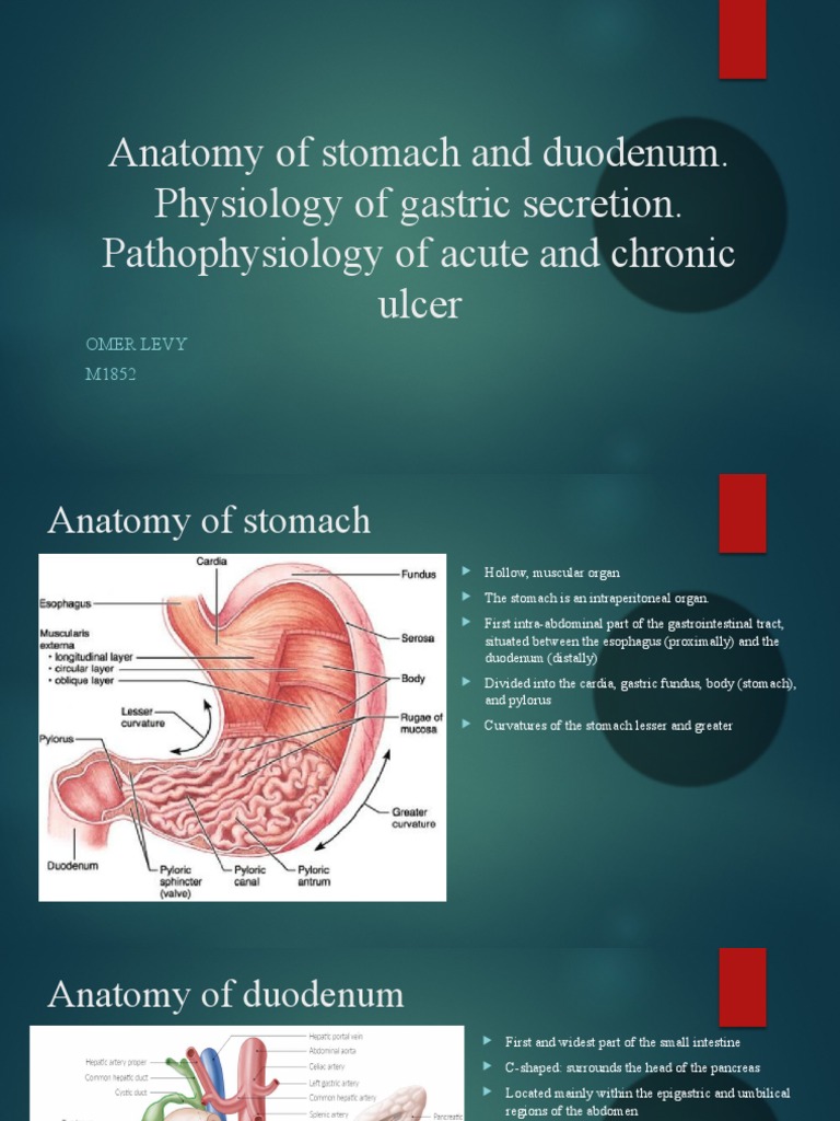 Anatomy of Stomach and Duodenum. Physiology of Gastric Secretion ...