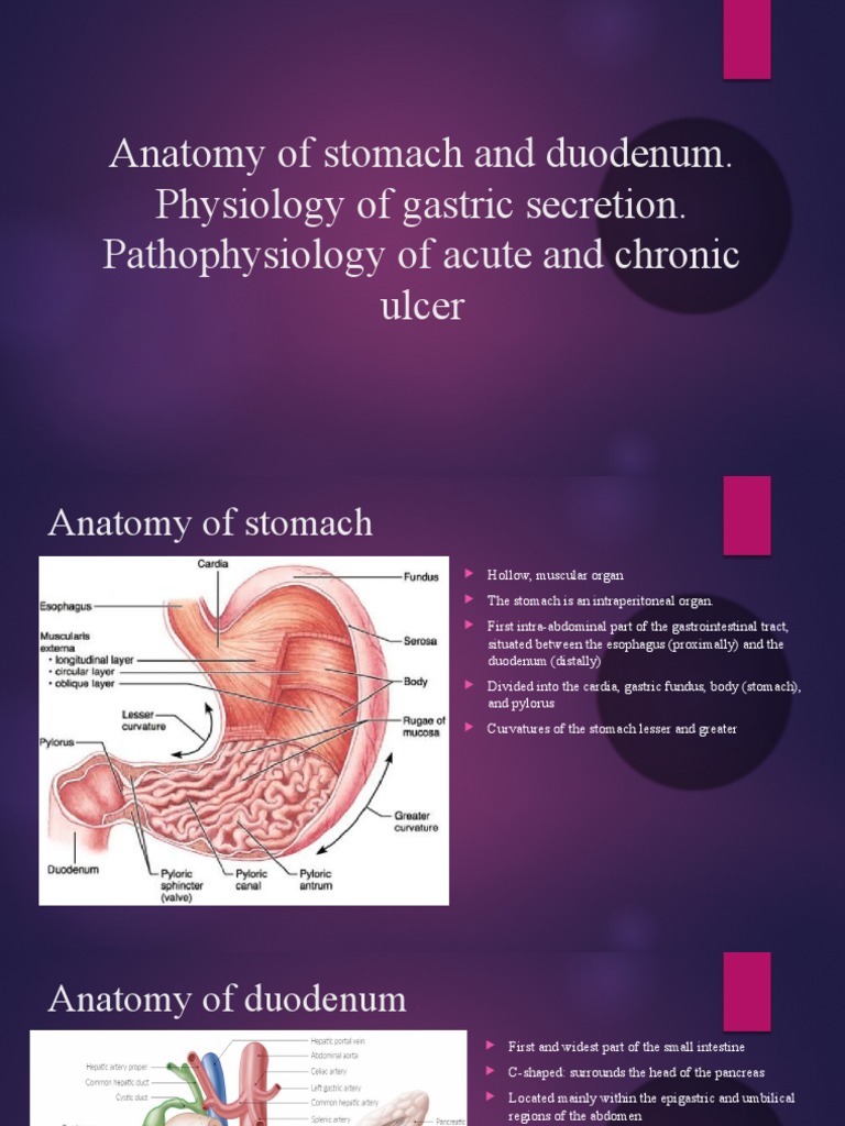 Anatomy of Stomach and Duodenum. Physiology of Gastric Secretion ...