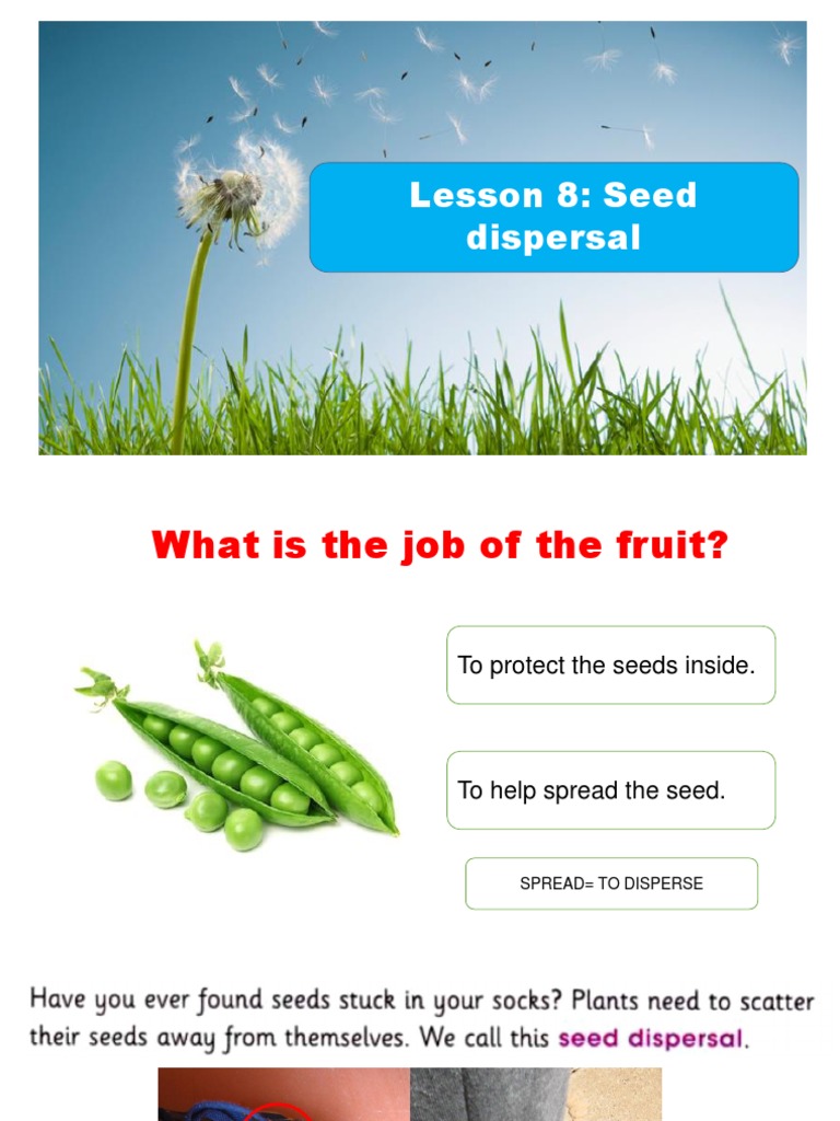 Lesson 8 Seed Dispersal | PDF
