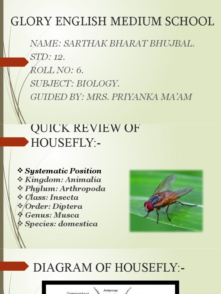 Housefly Biology and Life Cycle | PDF | Fly | Insects